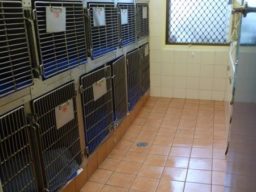 Dog Ward Images | Woodville | West Lakes | Pet Doctor Vet
