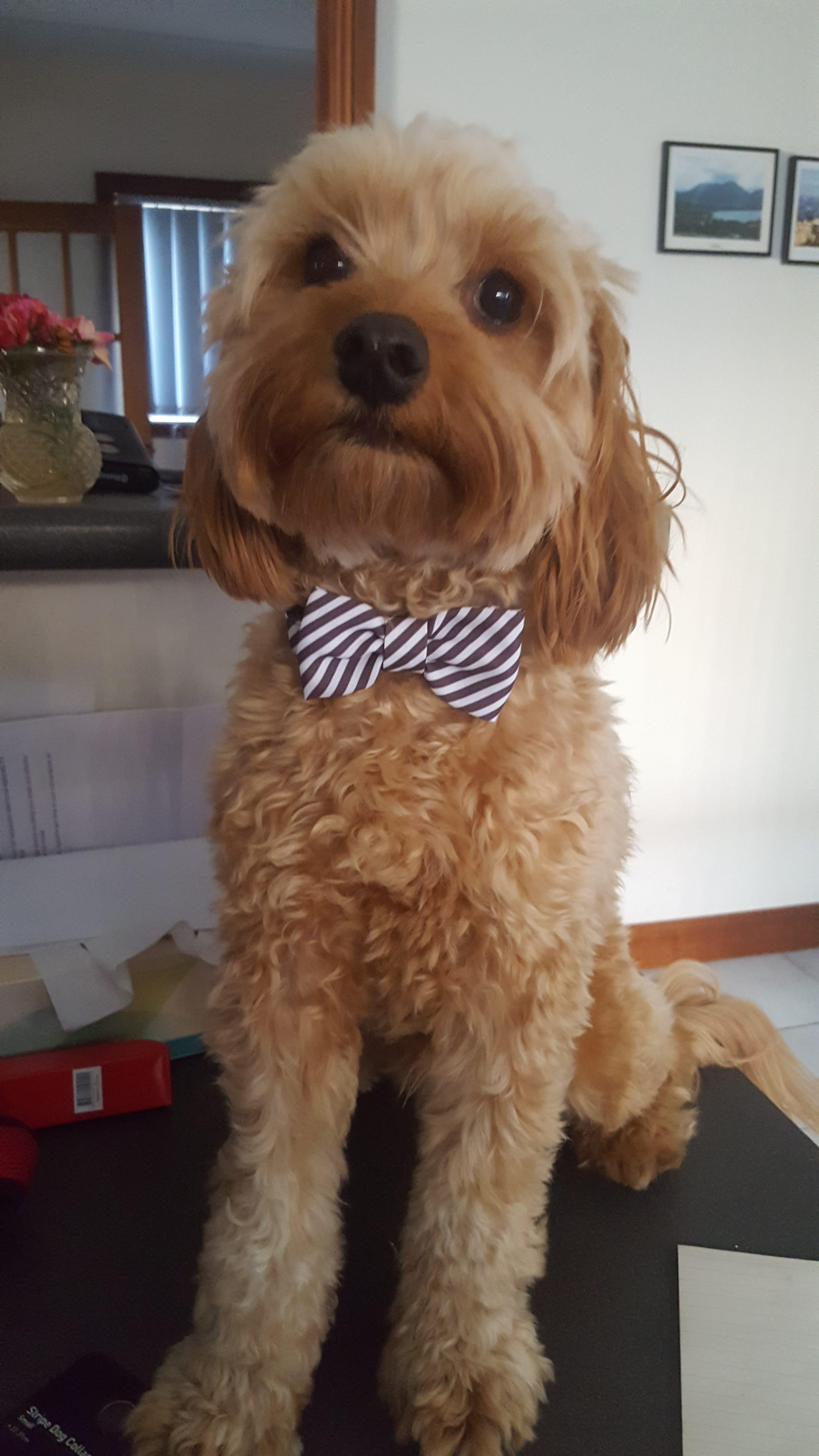 Jan Hocking - Chester