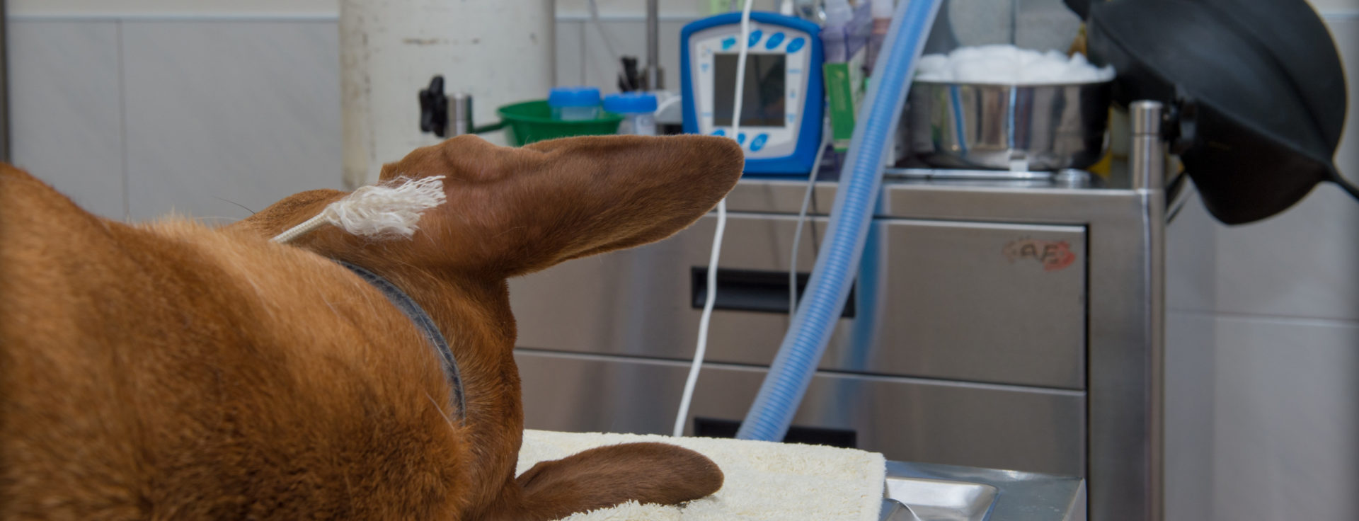 Dog Ward