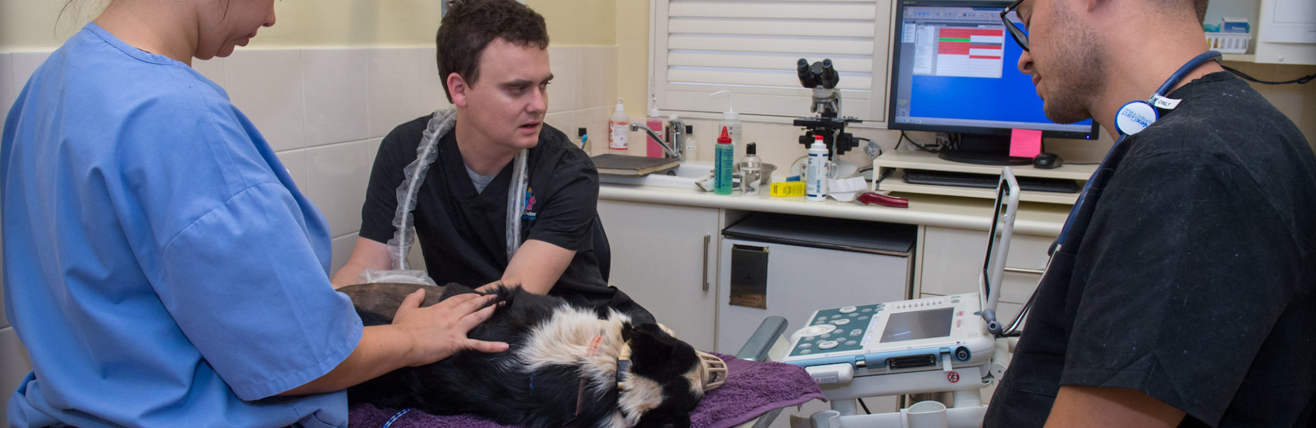 Specials & Promotions - Pet Doctor