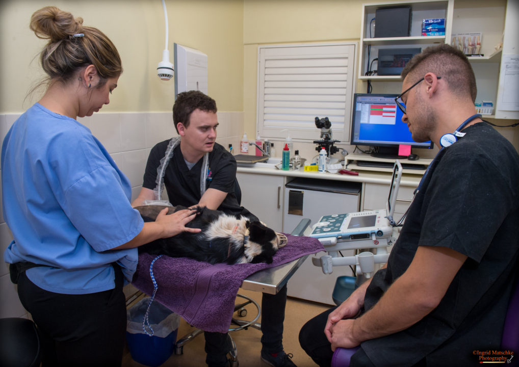 Radiology and Imaging For Pets | Vet Services Adelaide | Pet Doctor