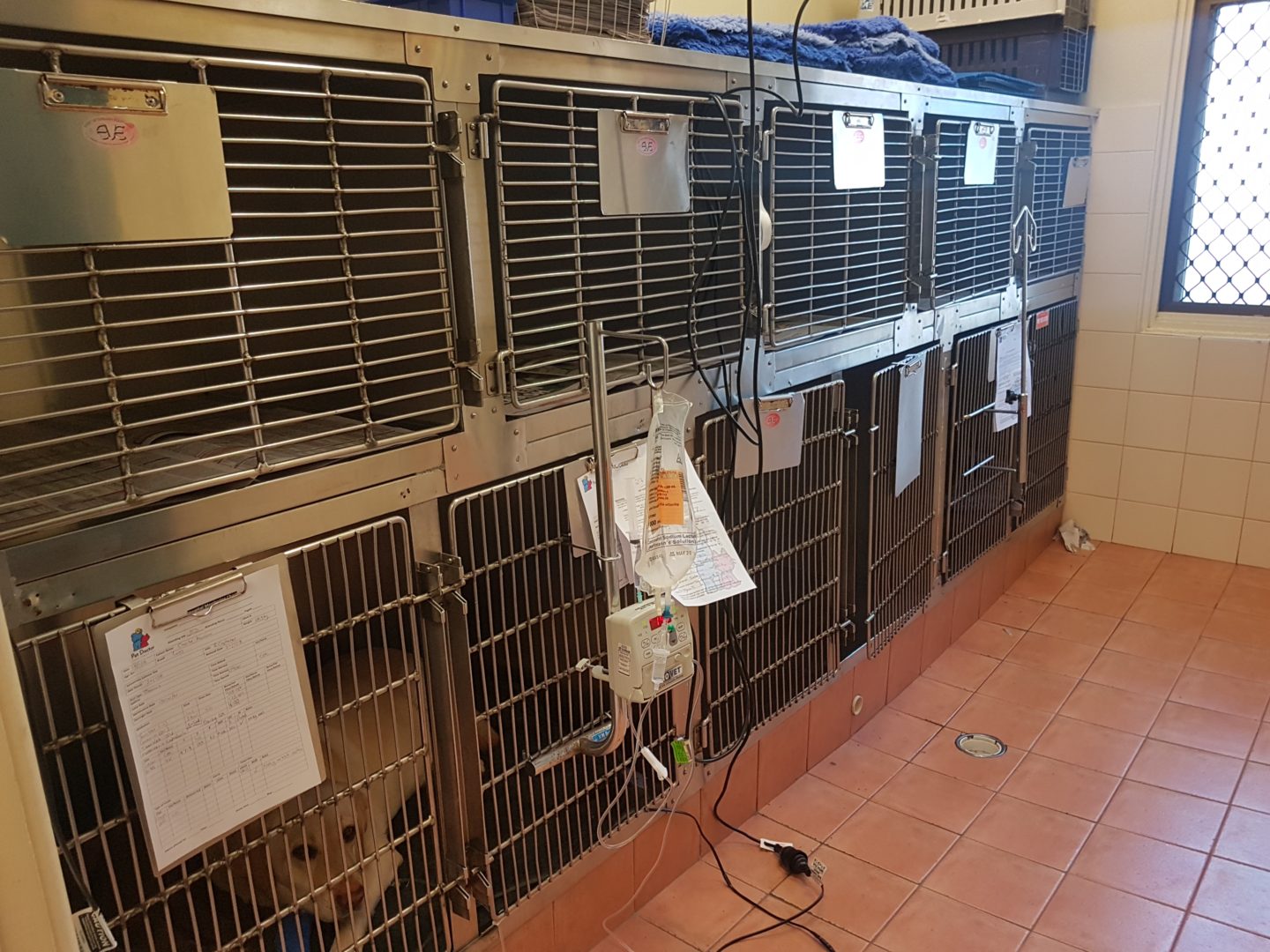 Dog Ward Images | Woodville | West Lakes | Pet Doctor Vet